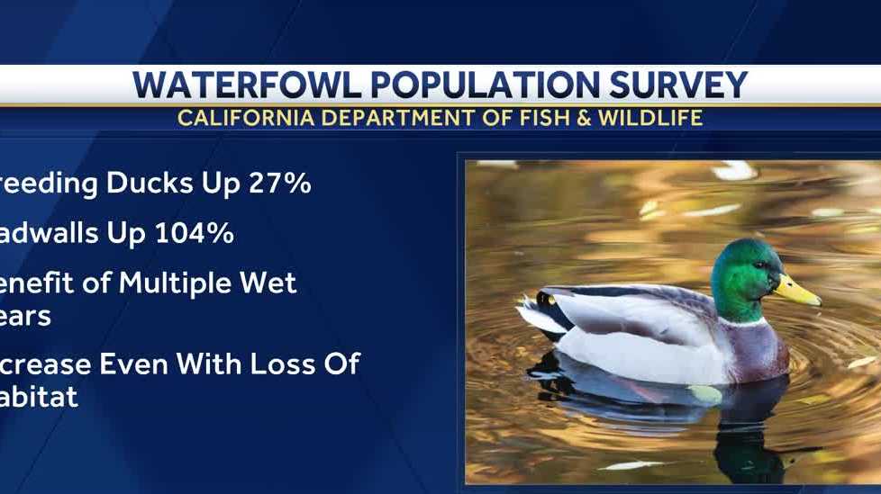 California's duck population continues rebound from drought impacts