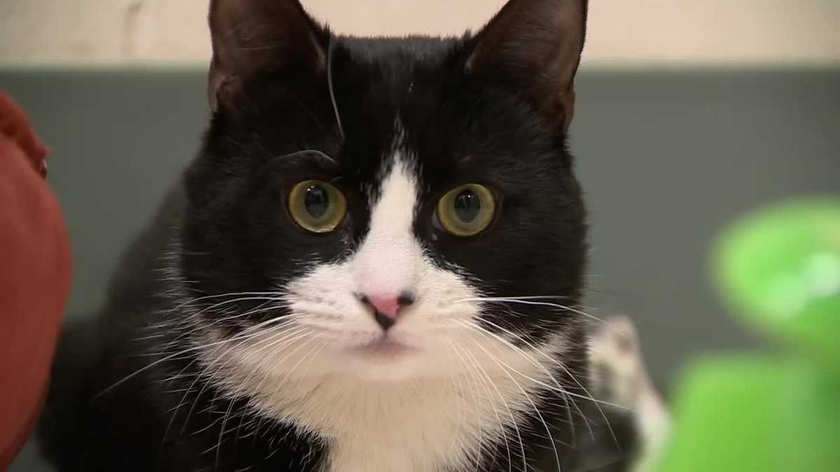 Handicapped kitten looking for a special home