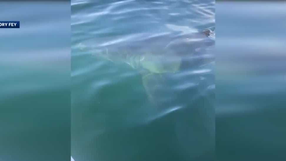 Siblings considered taking dip in ocean shortly before spotting shark