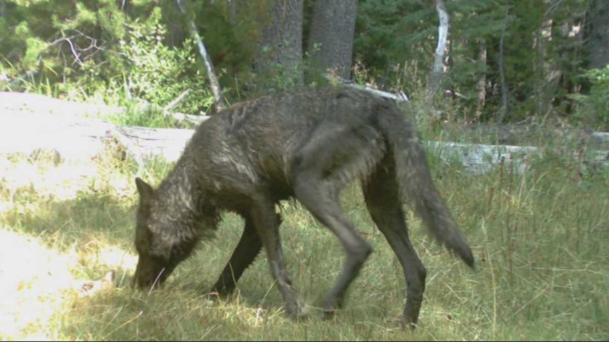 NorCal wolf pack generates excitement, mixed emotions