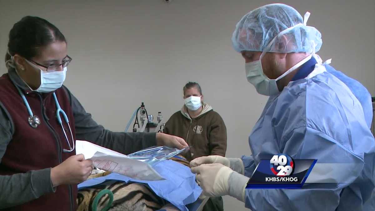 Surgeons remove tiger’s tumor at Turpentine Creek