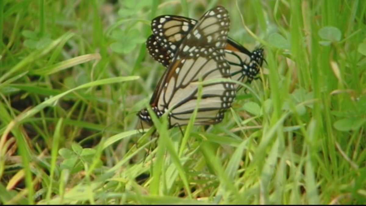 Monarch mating season begins early in Pacific Grove