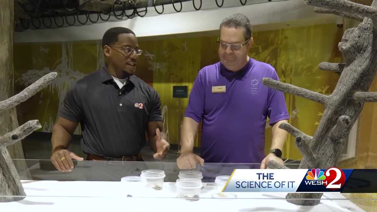 The Science of It: Metamorphosis
