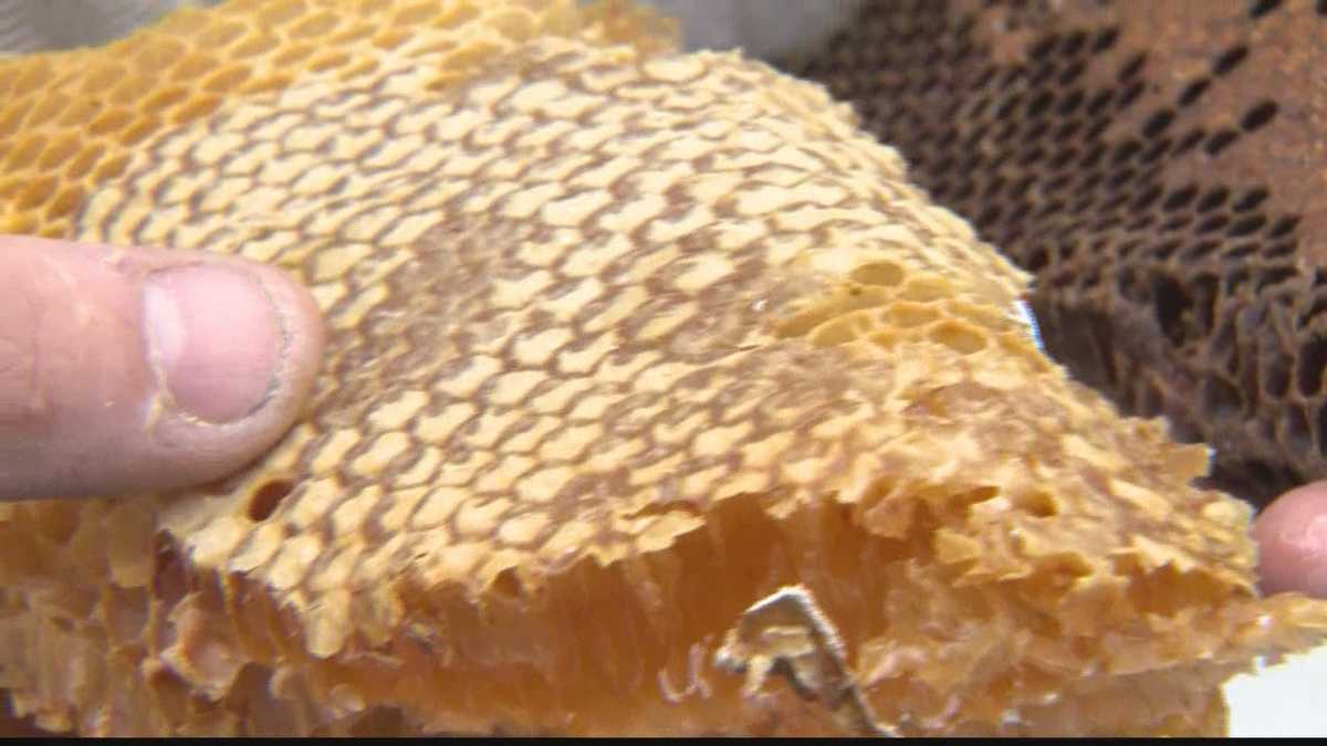 Giant beehive found behind collapsed wall at Penn Brewery