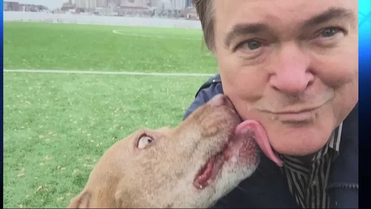 Harding's Heroes: Lilly the pit bull