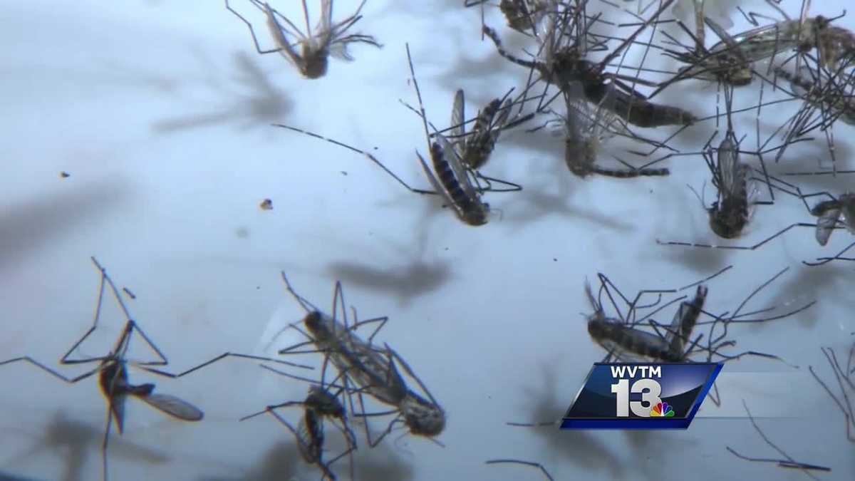 Uab Doctor Says Minimal Concerns About Zika In Alabama