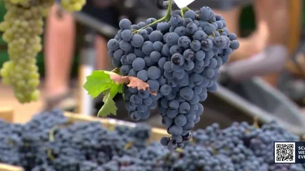 Lodi Grape Festival celebrates decades of tradition