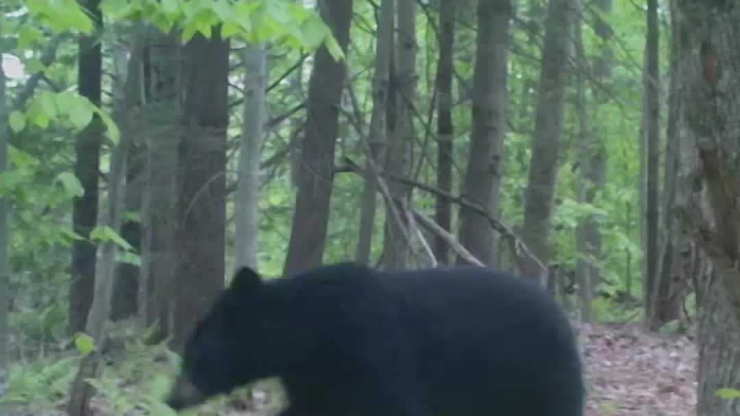 Watch: Bear gets up close to trail camera in Tuftonboro