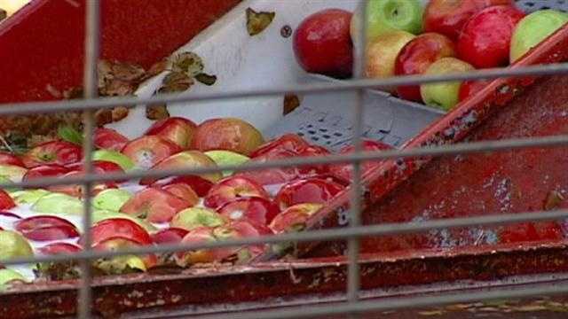 Drought affecting apple crop