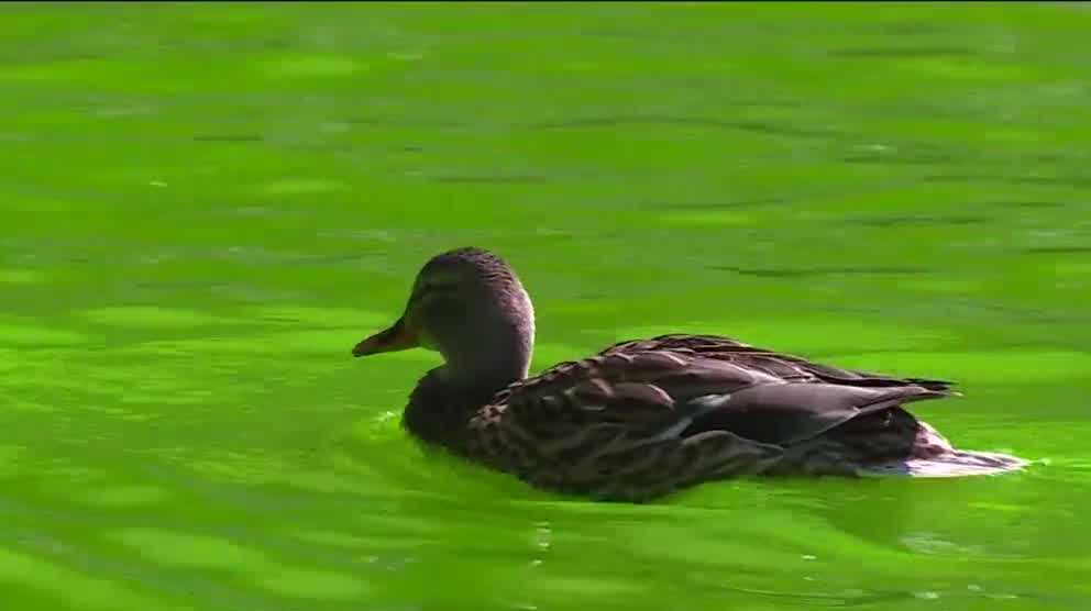 Myriad Botanical Gardens dyes water green for St. Patrick's Day