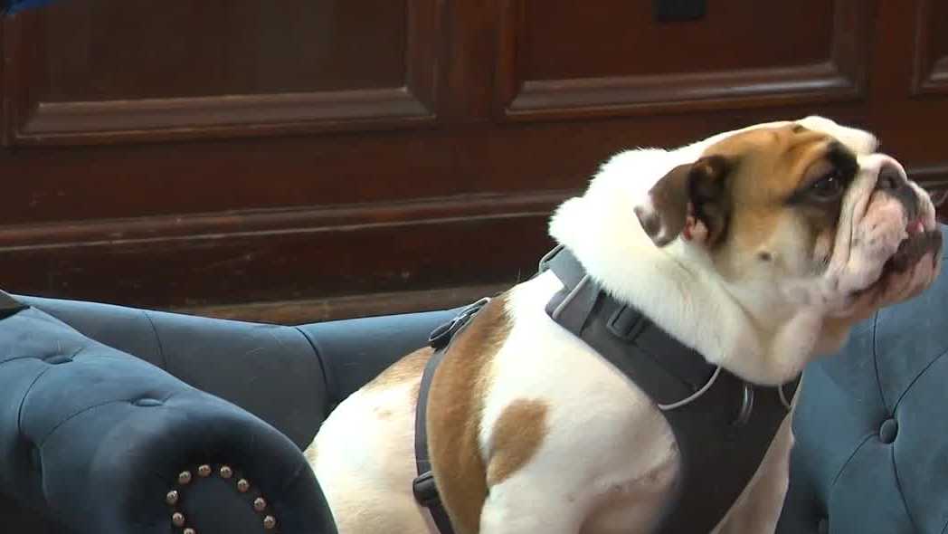Iowa weather: Bulldog mascot to predict Drake Relays weather on 'Griff ...