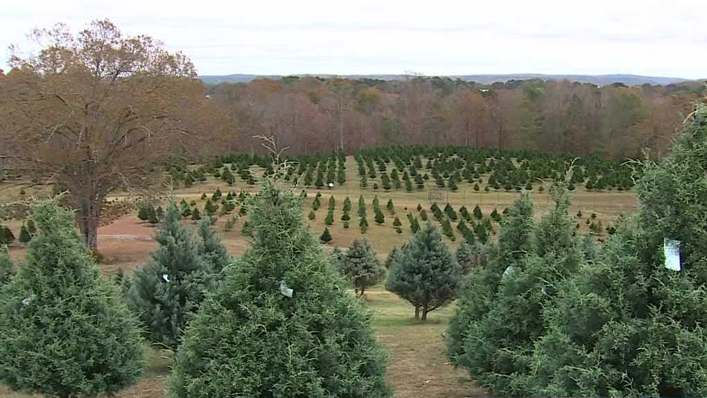 Beavers Christmas Tree Farm expects to meet sales numbers despite cold ...