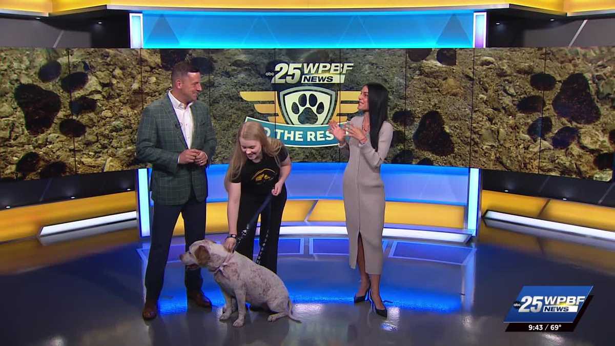 WPBF to the Rescue: Helping animals find forever homes