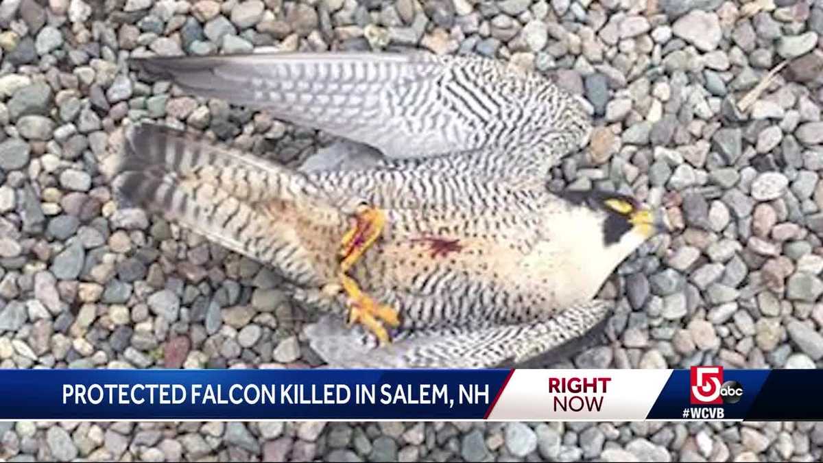 Protected falcon killed in New Hampshire