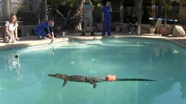 Alligator gets prosthetic tail