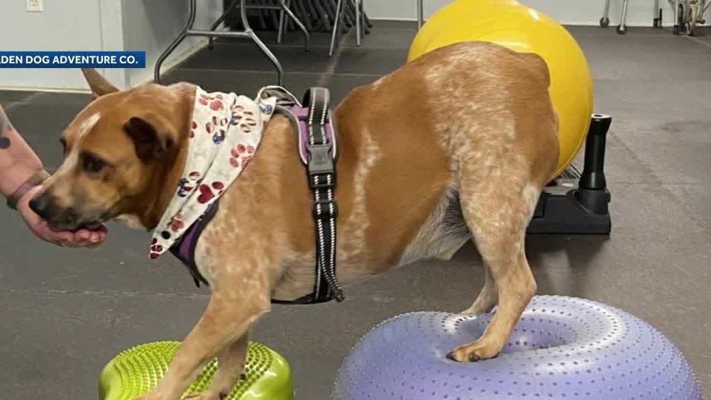 Canine athletes win medals in '2024 Summer Doggy Olympics'