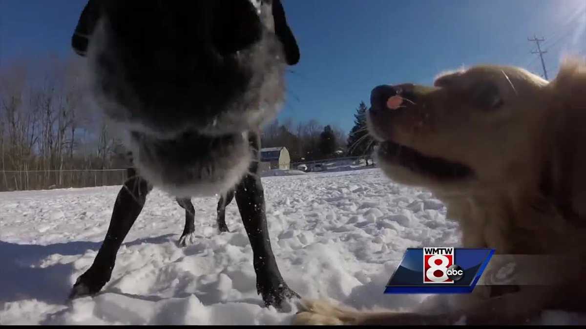 Your pets get cold too: Tips for happy dogs in cold weather