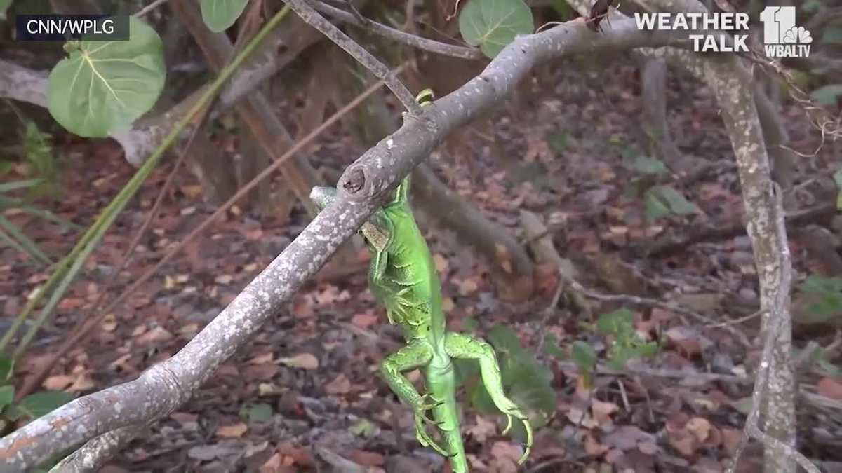 Falling IGUANAS, could there be a repeat of the 2016 BLIZZARD?