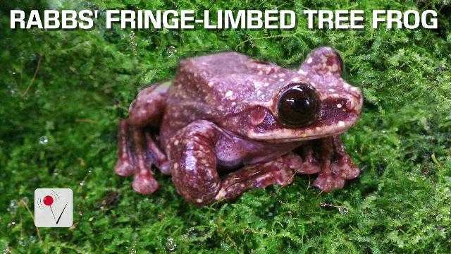 Rare Tree Frog Species Likely Extinct