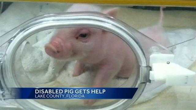 Pig Internet Sensation