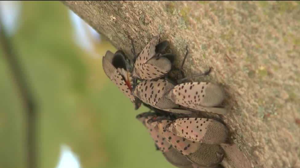 SPOTTED LANTERNFLY: More Pa. counties added as quarantine zones