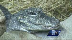 Zoo expert says alligator attacks on humans rare