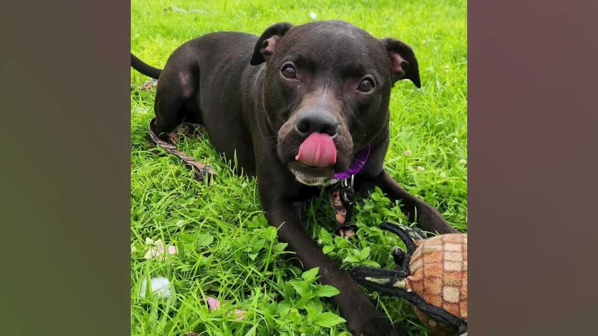 Mutts and Meows: Meet Sal