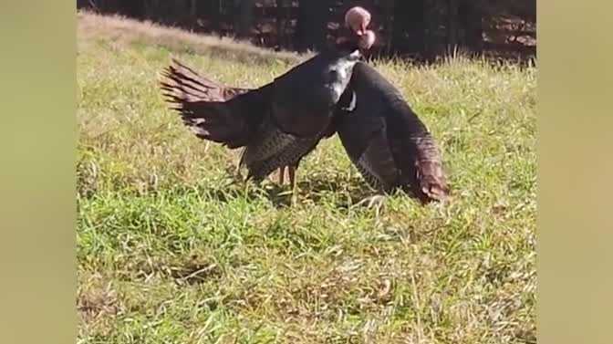 Turkeys duel at farm in Warner, NH