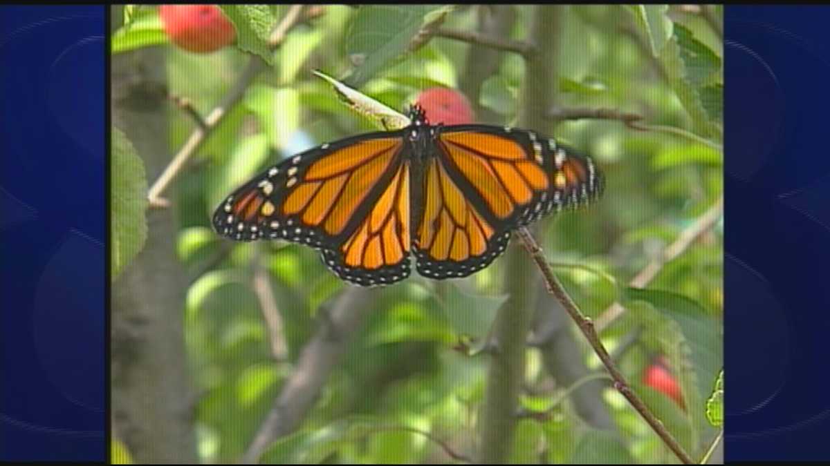 Wild Moments: Metamorphosis of the butterfly