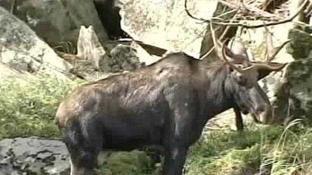 Injured moose stuck in Adirondack river killed