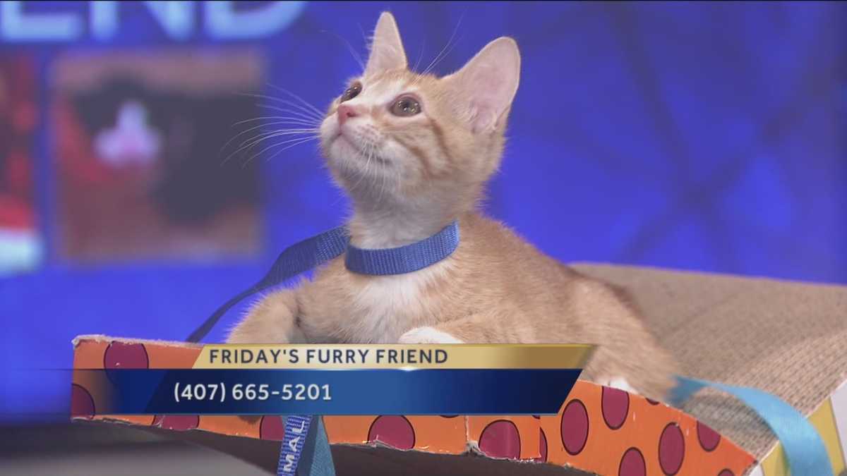 Furry Friend: Cat named 'Meow' ready for adoption