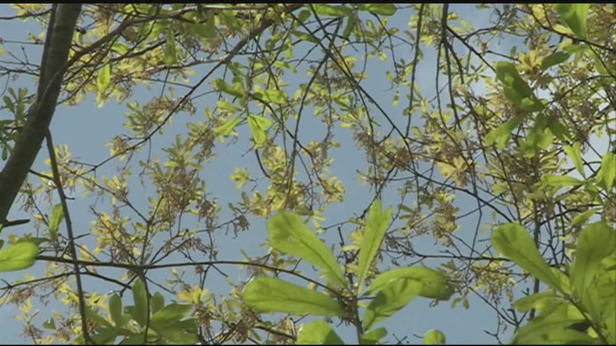 Jackson is the worst place for allergy sufferers