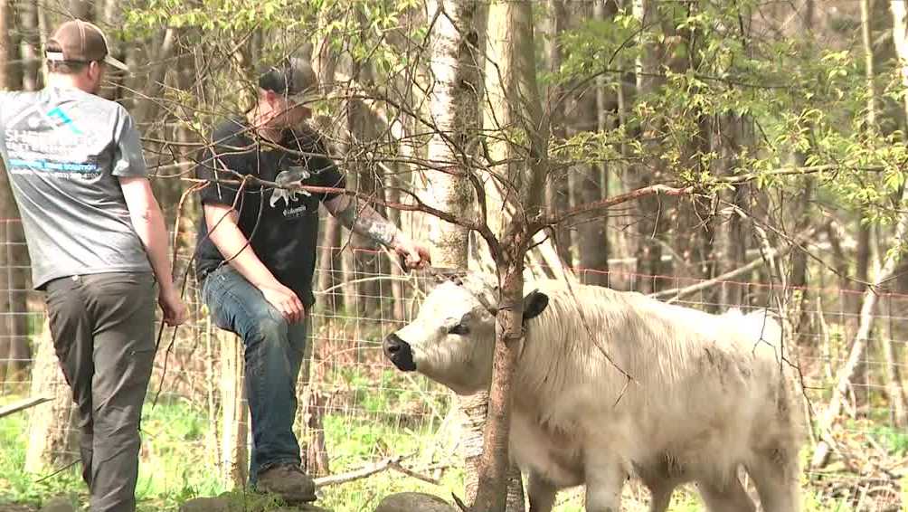 Wayward bull wrangled to safety in Gilmanton, NH