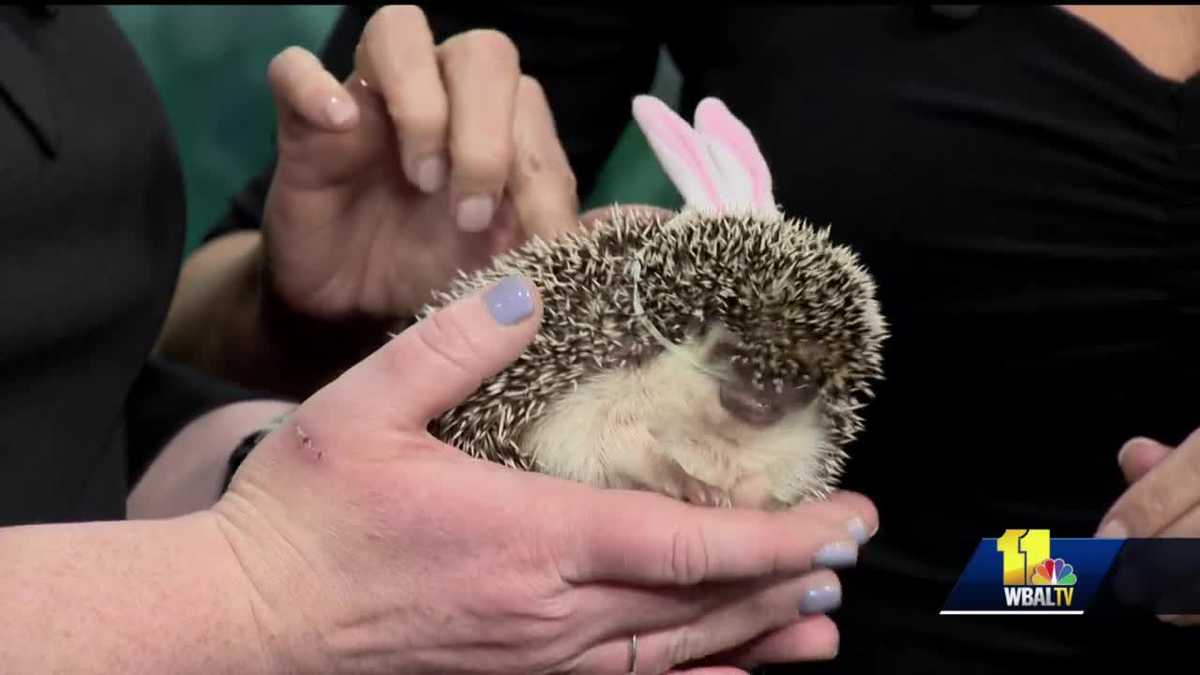 Maple the hedgehog needs your vote!
