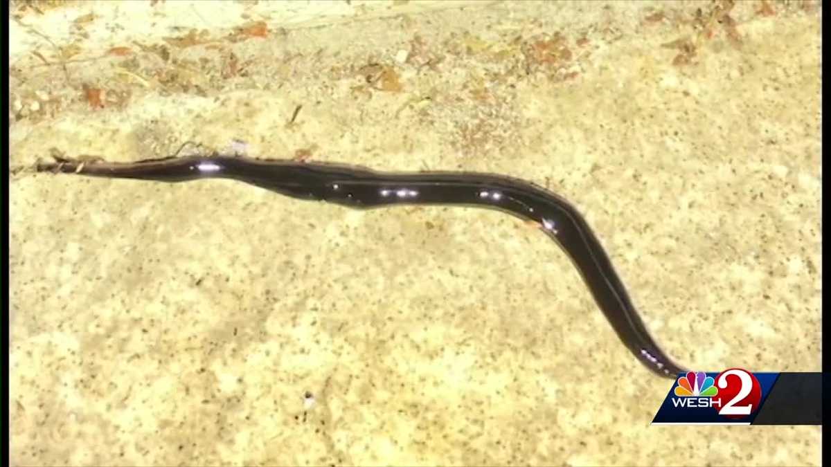 Warning issued over New Guinea flatworms spotted in Central Florida