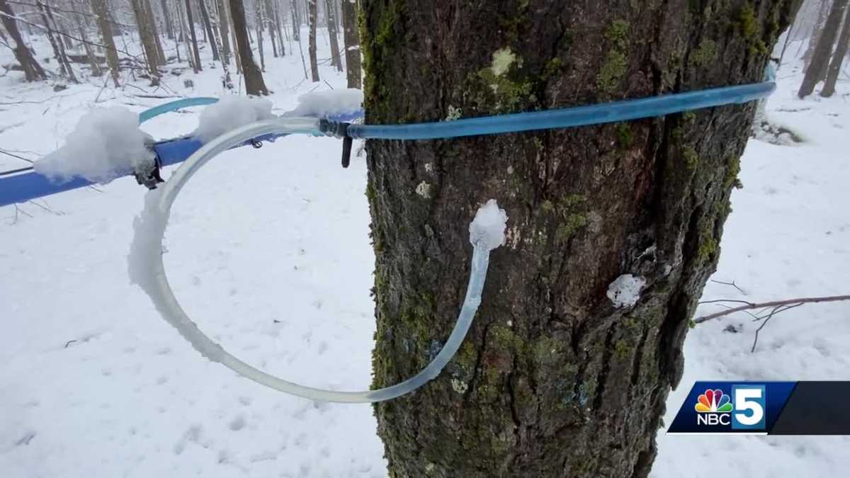 Maple syrup production growing despite warmer and unpredictable winters