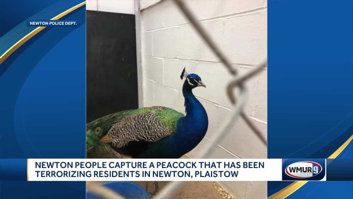 Newton police capture peacock that had been 'terrorizing' people