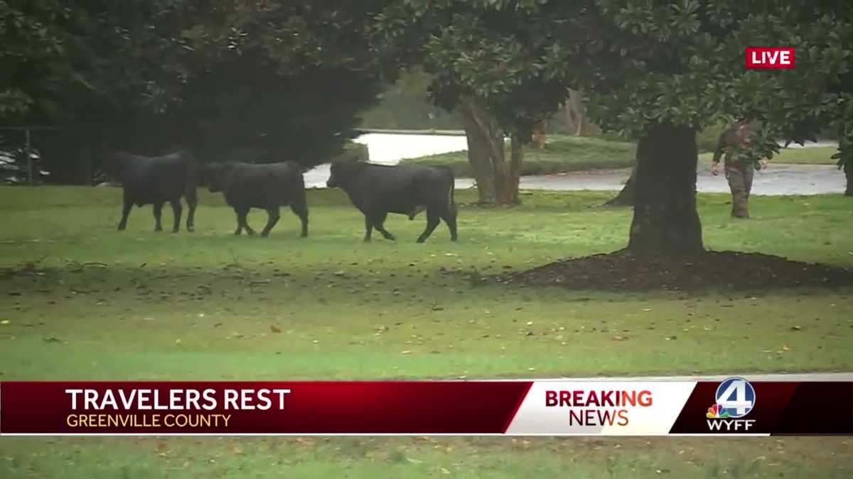 Bulls escape pasture as Tropical Storm Zeta moves through