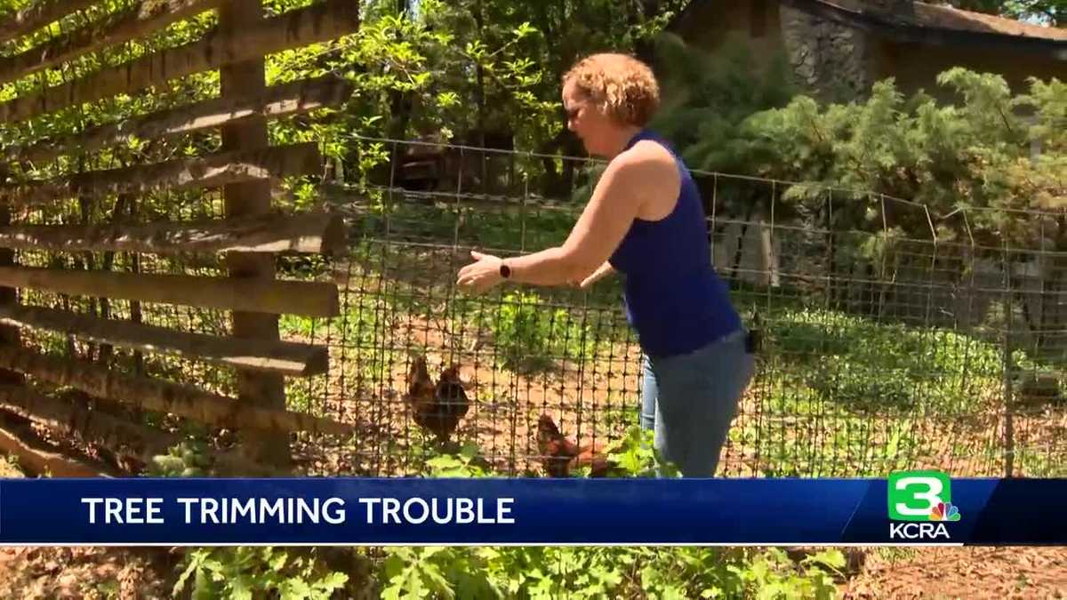 Homeowner: Tree trimming crew contracted by PG&E showed up on property ...