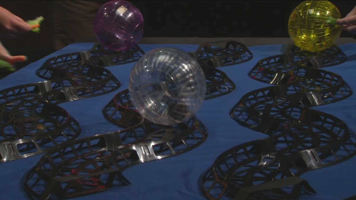 Hamster Ball Derby: Hamsters race for victory in WESH 2 studios