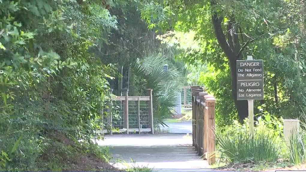 'Alligators are everywhere': How to prevent summertime attacks