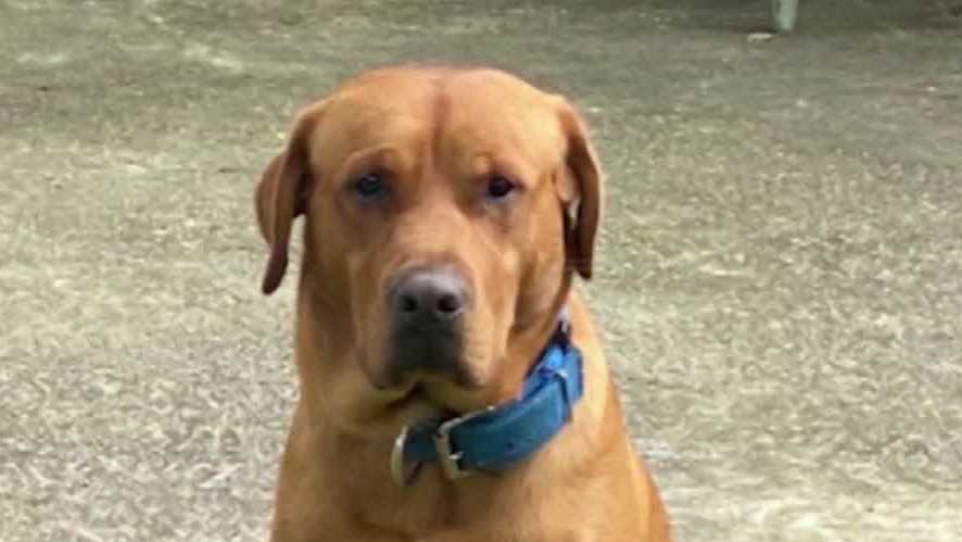 New Orleans man finds dog that was inside stolen truck