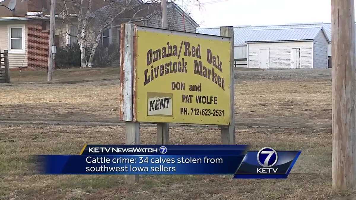 Cattle crook wanted for stealing 34 calves from Iowa sale barn