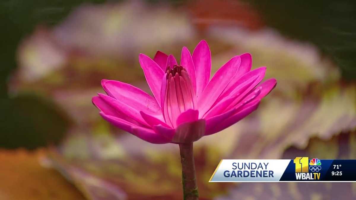 Sunday Gardener: Caring for waterlily varieties