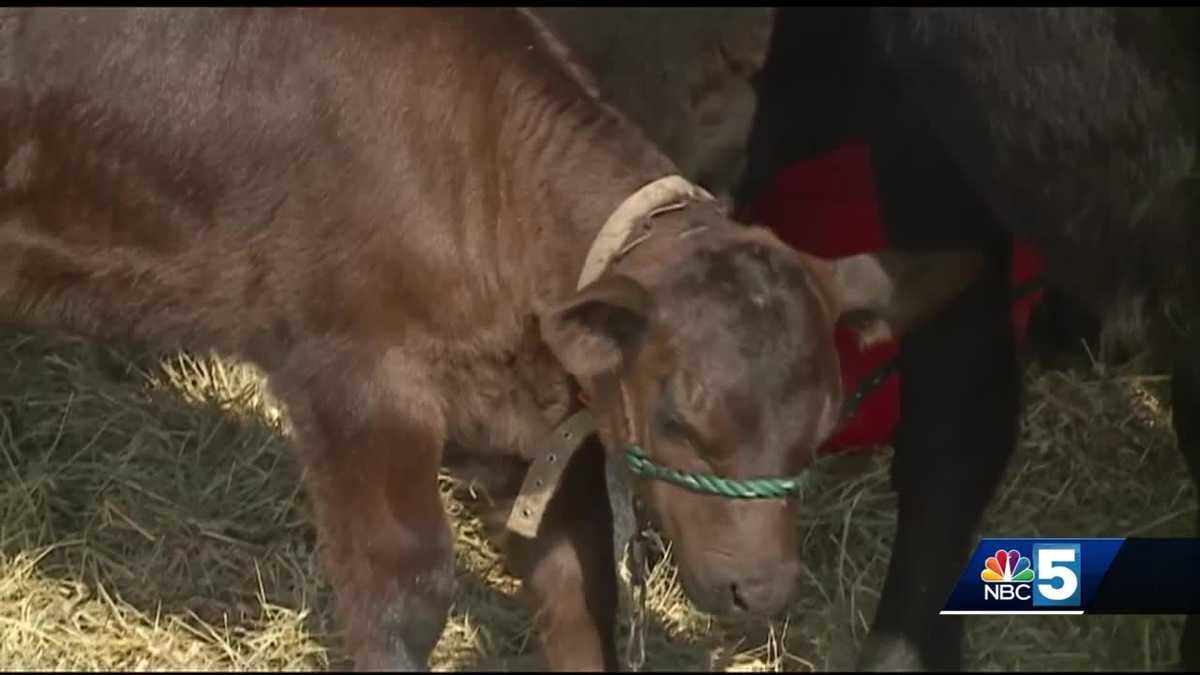FFA School Fair teaching students about agriculture