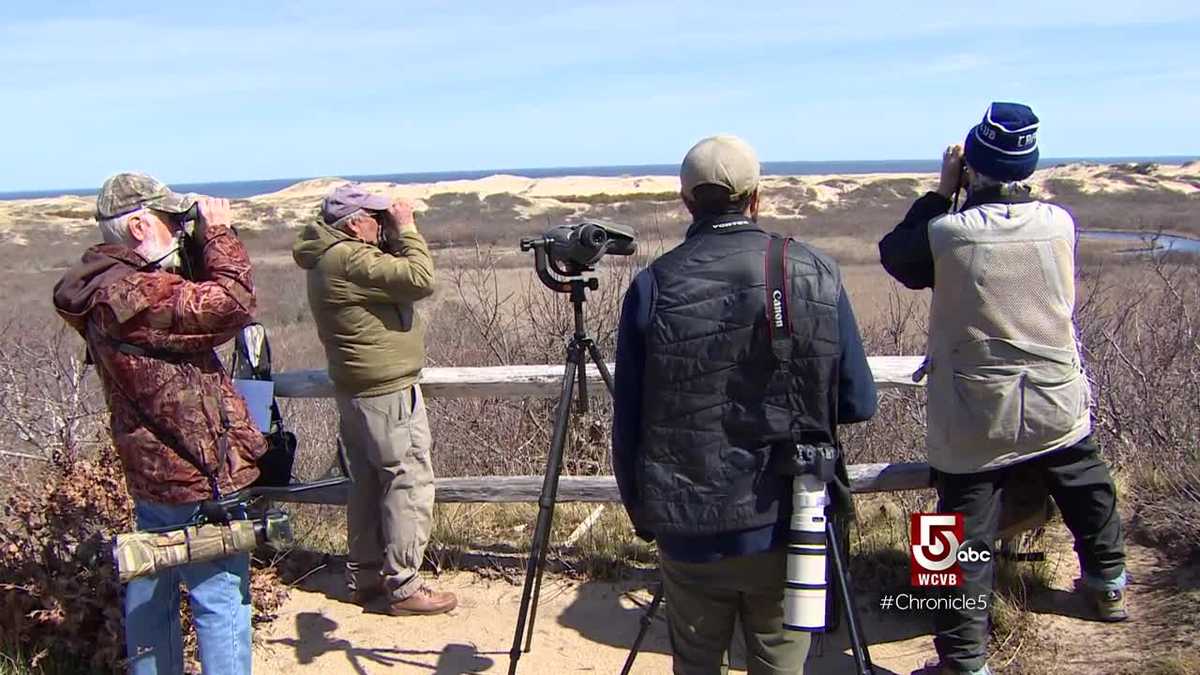 The wild of Cape Cod