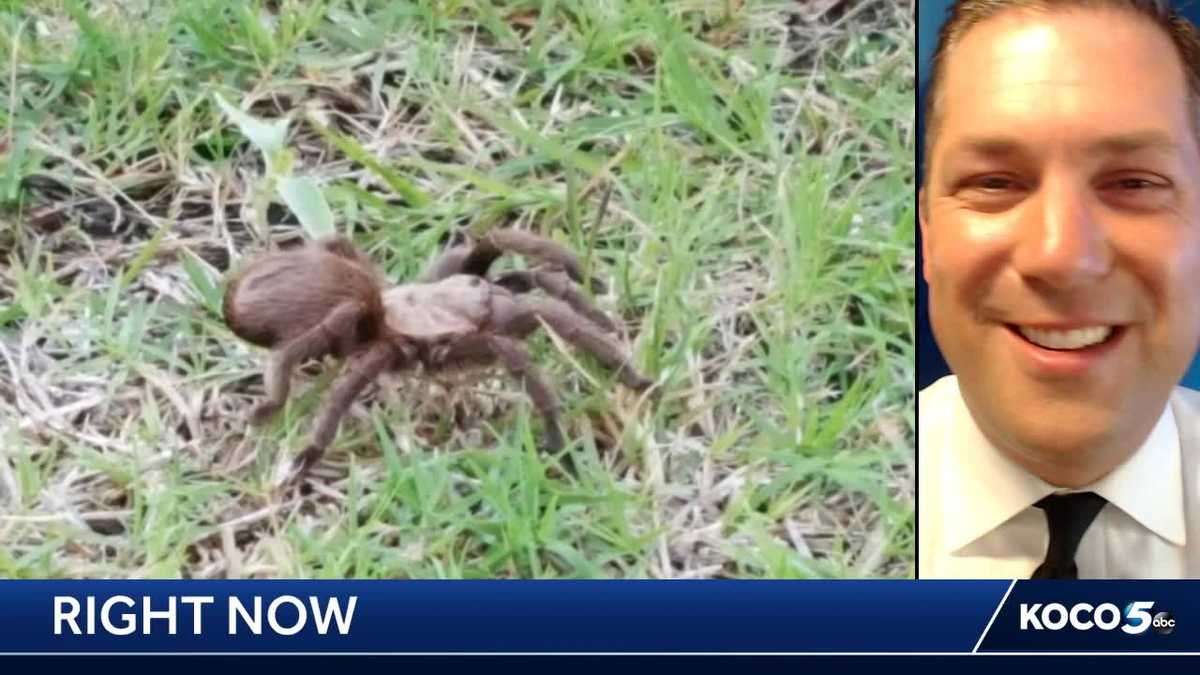 Oklahoma: It's tarantula mating season