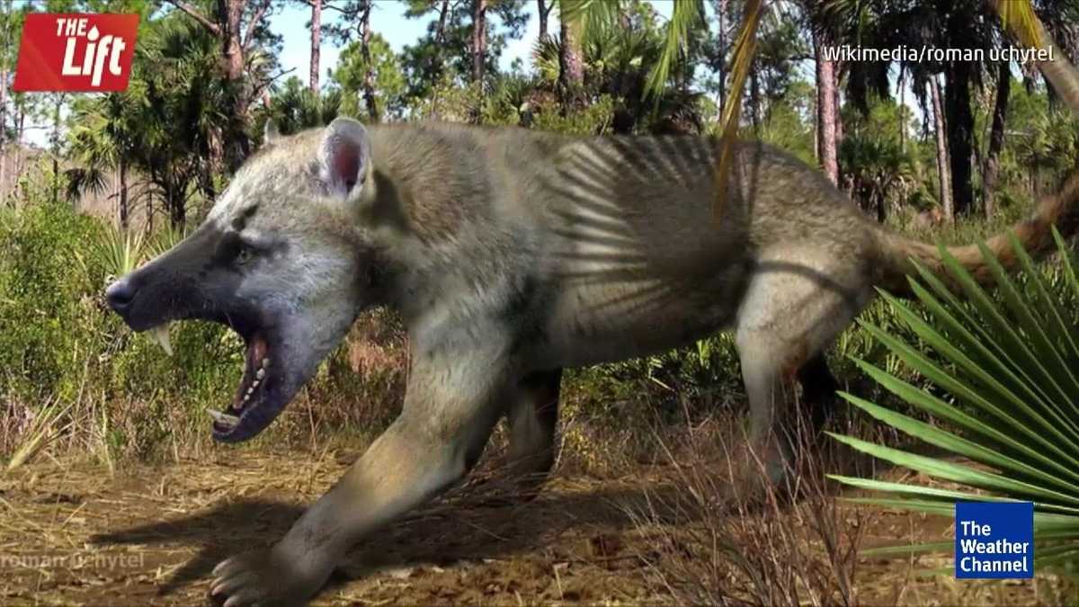 "Bear dog" Fossils Found in Texas