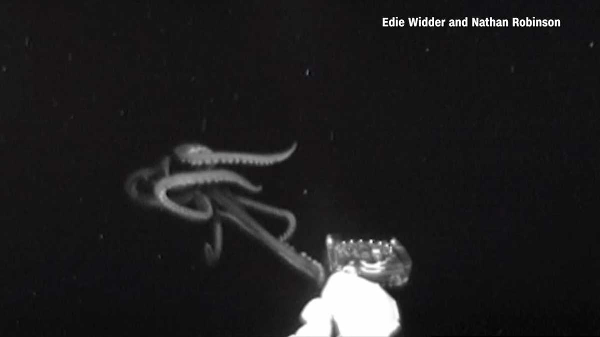 Giant squid captured on camera for the first time in US waters