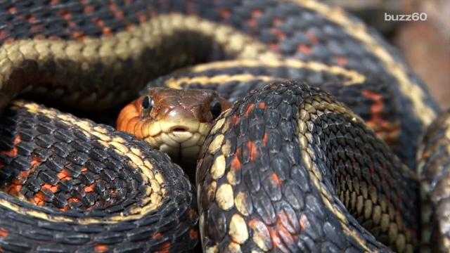 'I've never seen one this large': Savannah native wrangles giant copperhead
